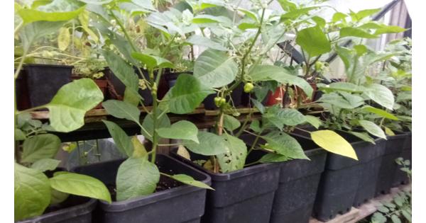 Surinaamse peper (Madamme Jeannette) planten 4,00 euro pp. in ...